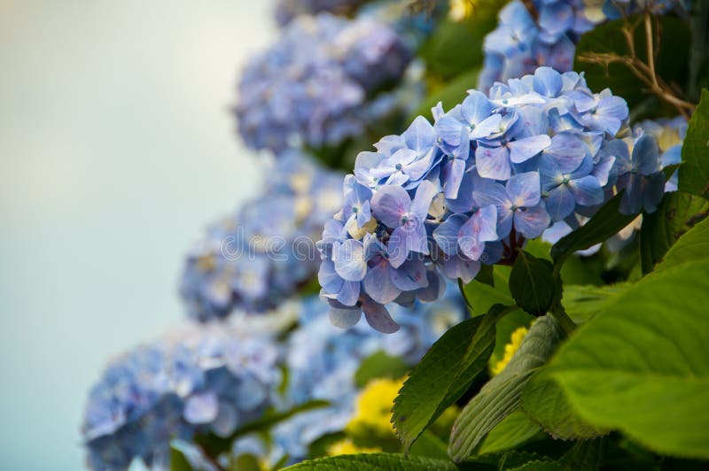 Hydrangeas are the Typical Flowers of the Azores Islands Stock Photo ...