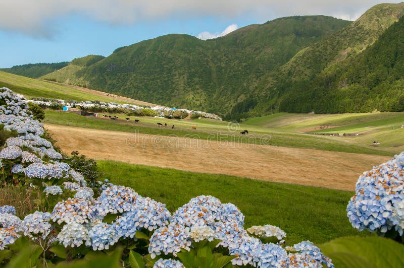 Hydrangeas are the Typical Flowers of the Azores Islands Stock Photo ...