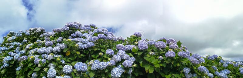 Hydrangeas are the Typical Flowers of the Azores Islands Stock Photo ...