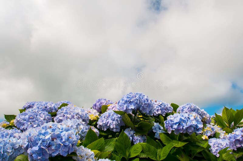 Hydrangeas are the Typical Flowers of the Azores Islands Stock Photo ...