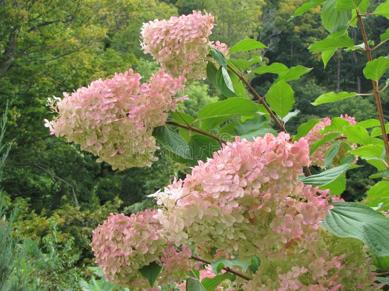 Hydrangeas of Various Varieties and Colors Stock Image - Image of ...