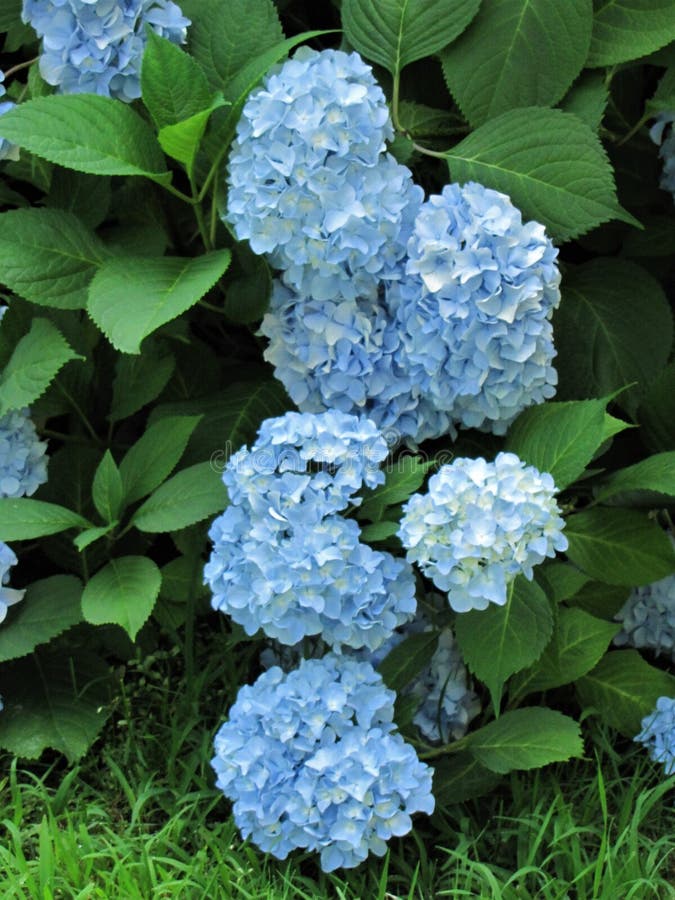 Hydrangeas of Various Varieties and Colors Stock Photo - Image of ...