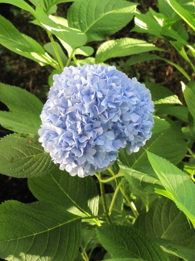 Hydrangeas of Various Varieties and Colors Stock Photo - Image of ...