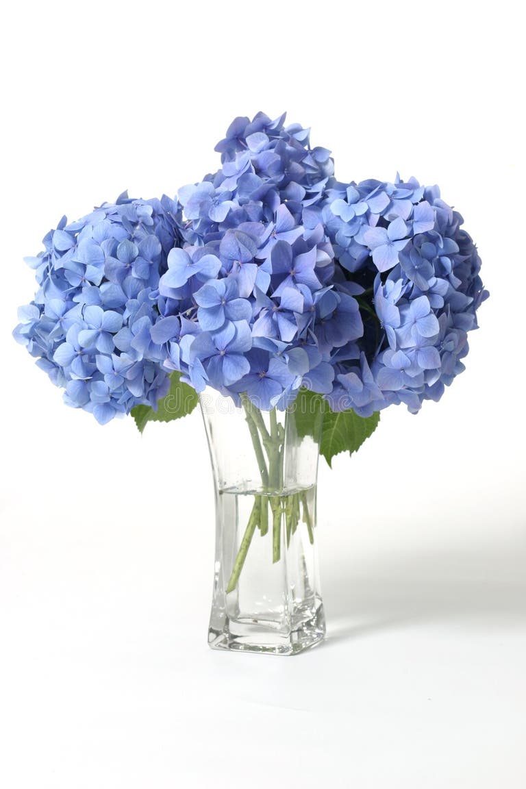 841 Vase Blue Hydrangeas Stock Photos - Free & Royalty-Free Stock ...