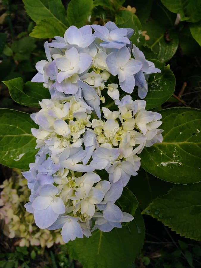 Hydrangia stock photo. Image of garden, nature, flora - 92622050