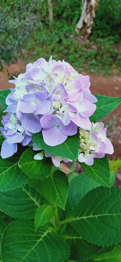 Hydranjia Flower Stock Photos - Free & Royalty-Free Stock Photos from ...