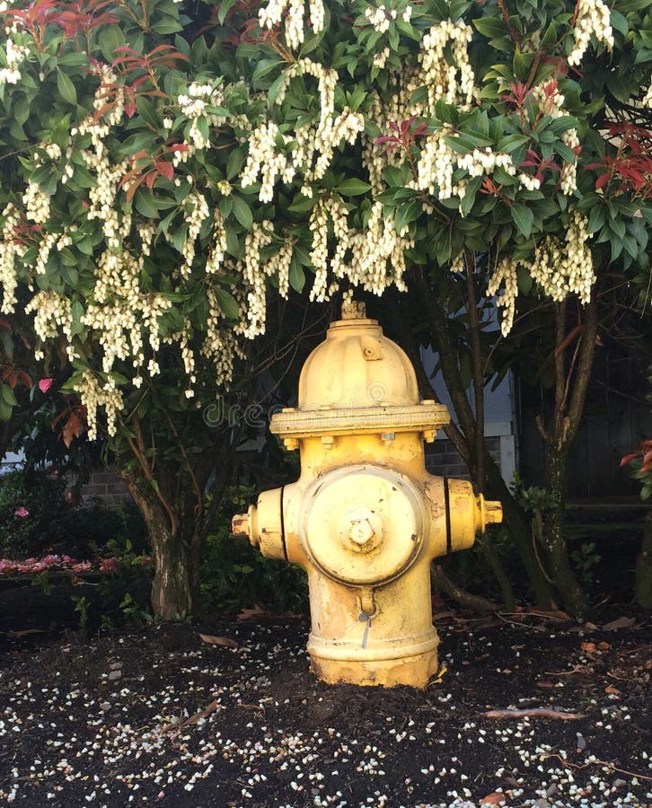 Fire Hydrant with Flowers stock image. Image of yard - 18870091