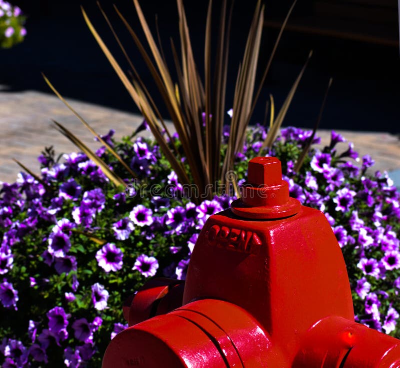 Hydrant in Flowers stock photo. Image of purple, fire - 81614742
