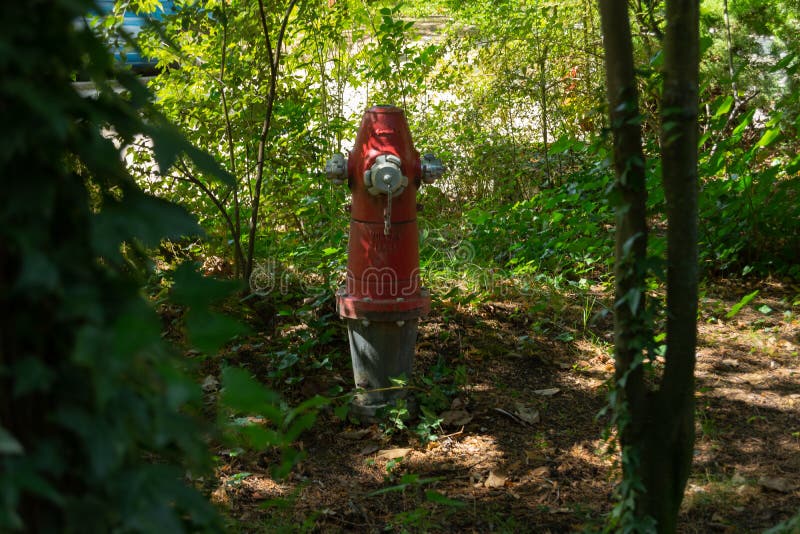 Hydrant in the forest stock photo. Image of green, access - 159233106