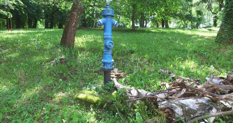 A Hydrant in the Park, Surrounded by Dry Branches and Greenery, for ...
