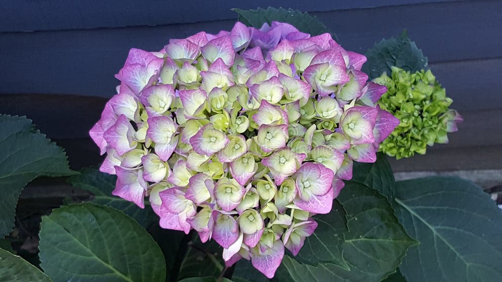 Hydrantea stock image. Image of purple, produce, violet - 302772427