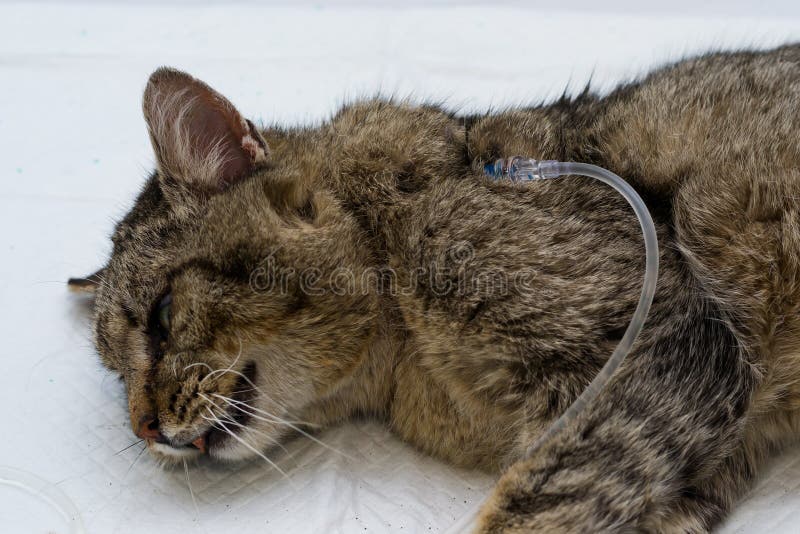 Hydration of a Cat by Giving Subcutaneous Fluids Stock Photo - Image of ...