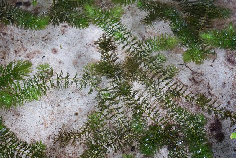 Hydrilla Verticillata in Fish Pond Stock Image - Image of beautiful ...