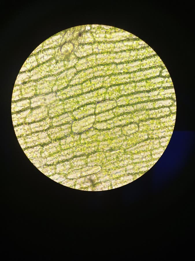 Hydrilla Verticillata Under Microscope Stock Photo - Image of ...