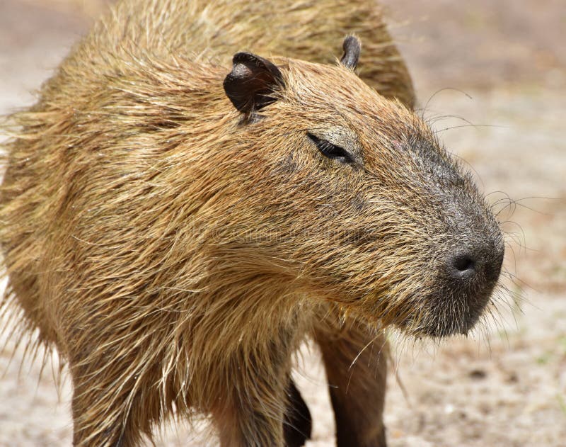 Hydrochaeris Del Hydrochoerus Di Capybara Fotografia Stock - Immagine ...