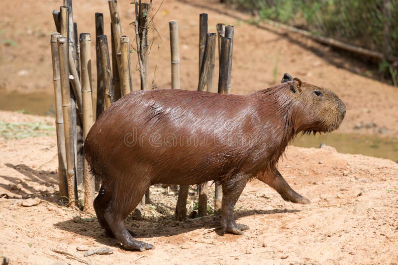 Hydrochoerus Hydrochaeris Capybara Stock Image - Image of nature ...