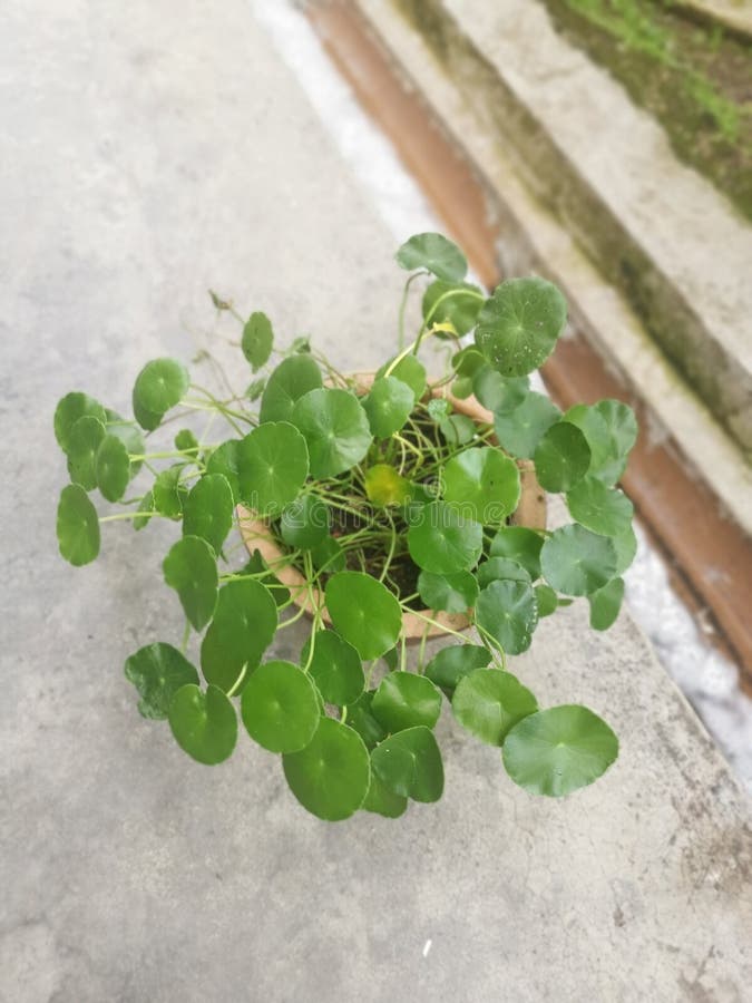 Hydrocotyle Leucocephala Growing in the Pot. Stock Photo - Image of ...
