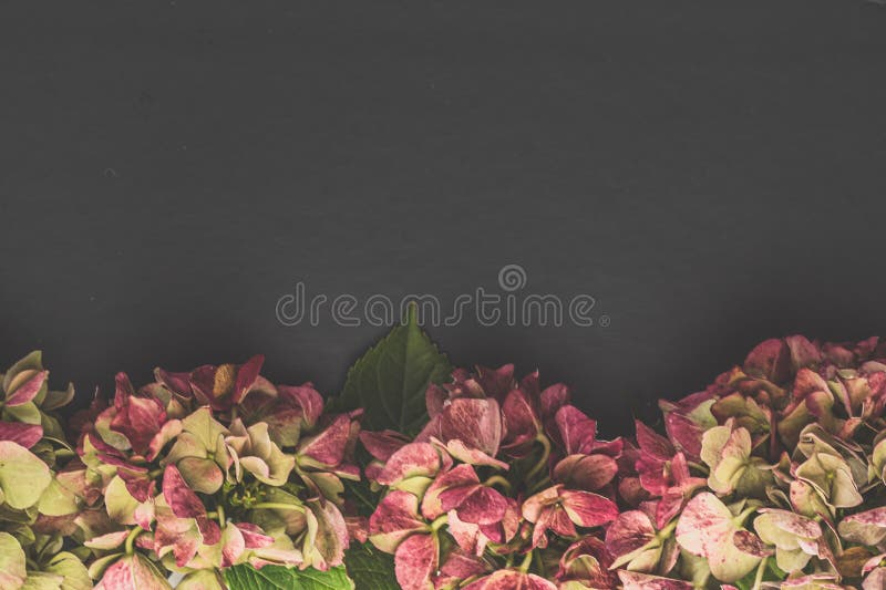 Hydrogea Flower Background, Isolated, Black Background, Copy Space ...