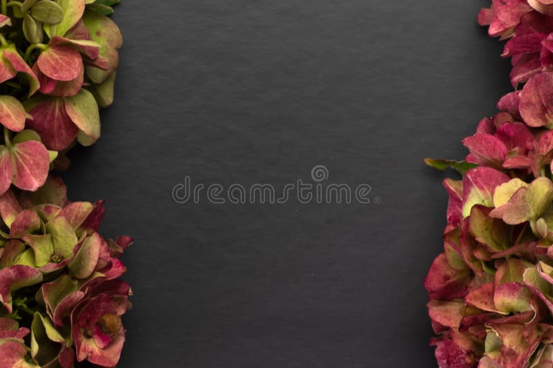 Hydrogea Flower Background, Isolated, Black Background, Copy Space ...