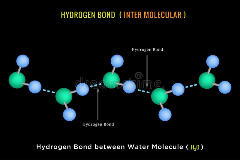 Hydrogen Bond, Inter Molecular Hydrogen Bond between Water Molecule ...