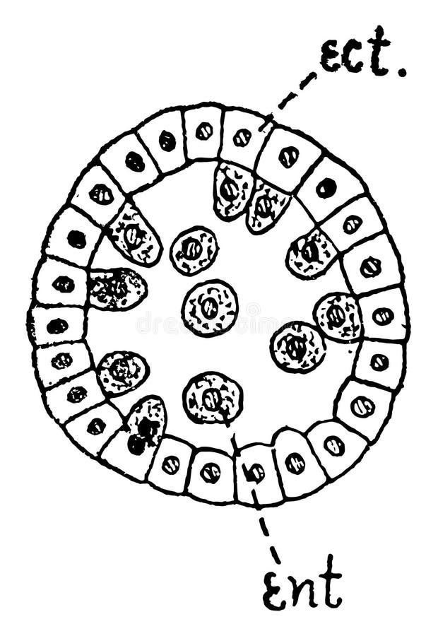 Hydroid Blastula Stock Illustrations – 1 Hydroid Blastula Stock ...