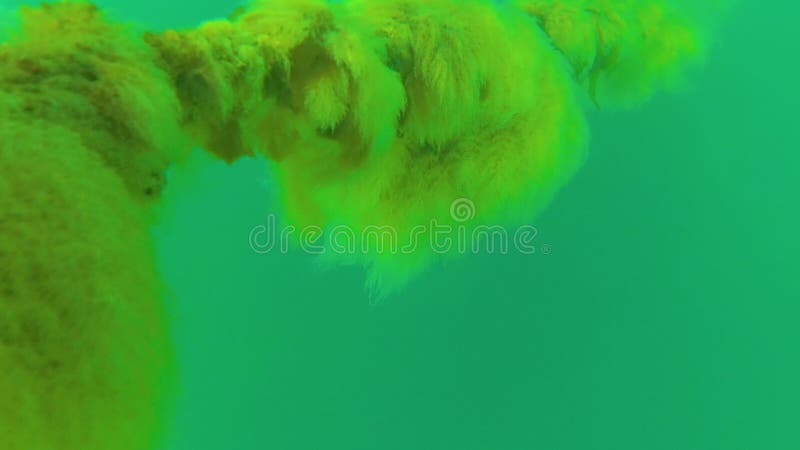 Hydroid Polyps and Algae on a Rope in the Sea Water Column in the Black ...