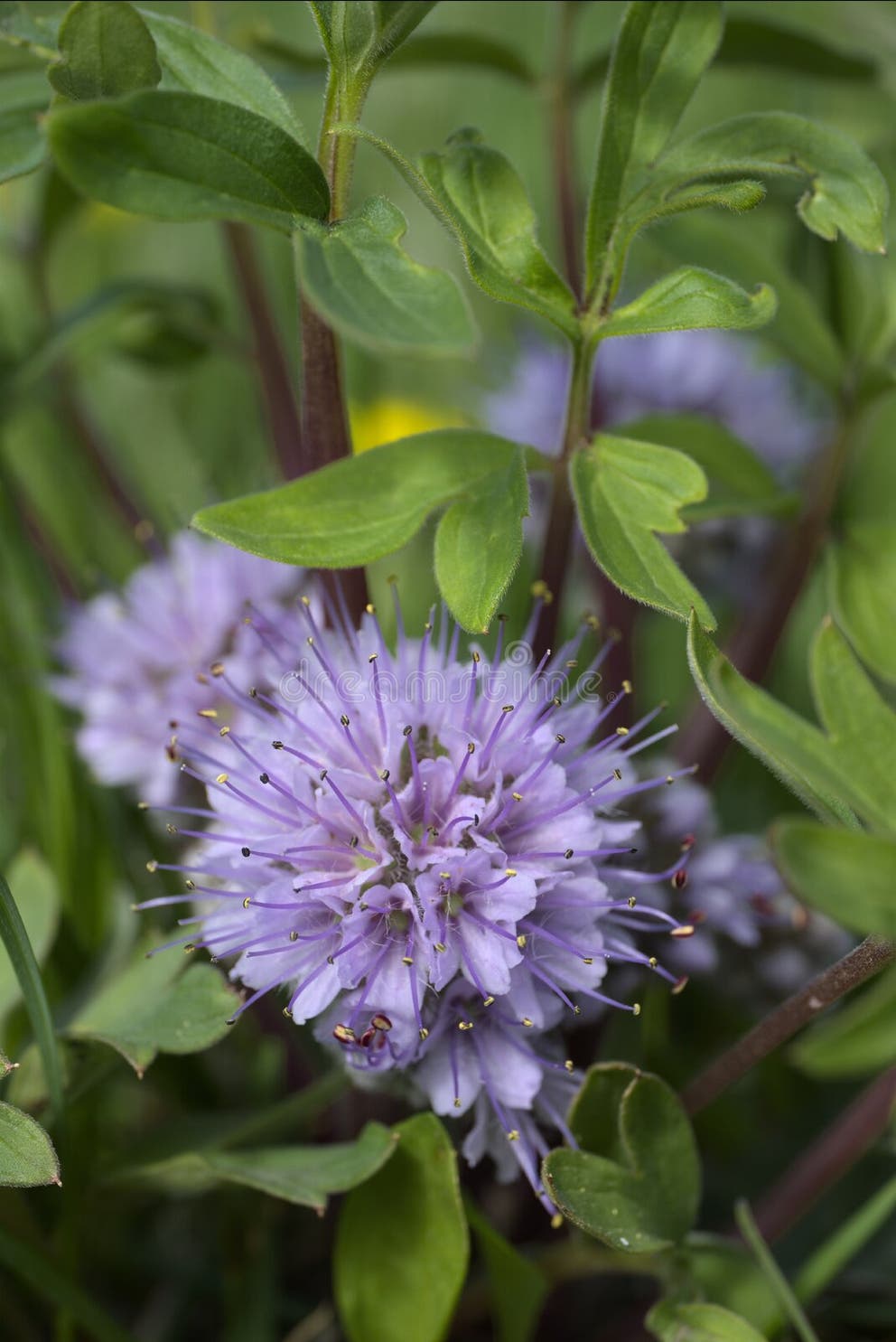 Hydrophyllum Capitatum Stock Photos - Free & Royalty-Free Stock Photos ...