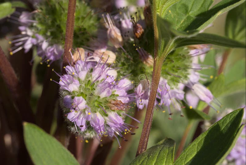Hydrophyllum capitatum stock image. Image of bloom, idaho - 116125221