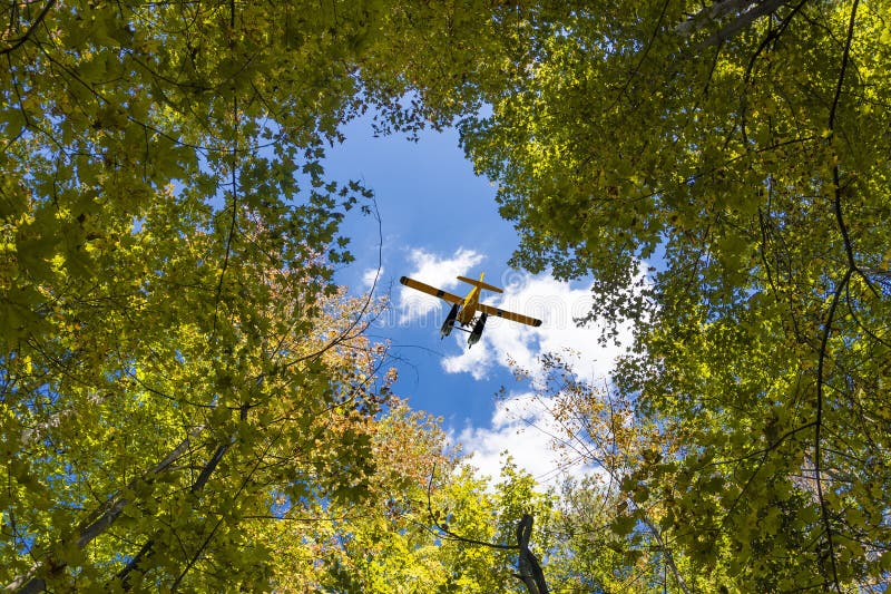 Hydroplane Flying Over the Tops of Maples Stock Photo - Image of ...