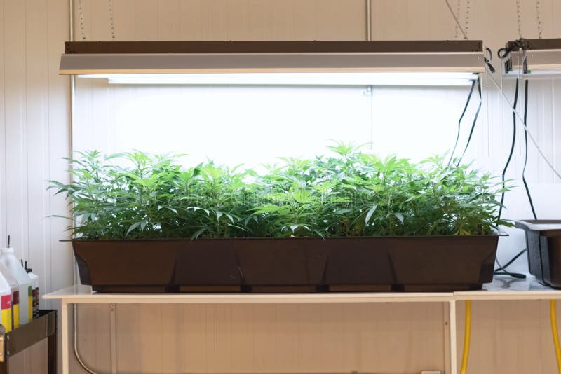 Hydroponic Beds of Cannabis Seedlings. Cultivation of Marijuana Stock ...