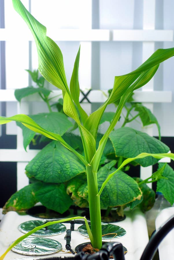 Hydroponic Corn and Cucumbers Stock Image - Image of gardening, home ...
