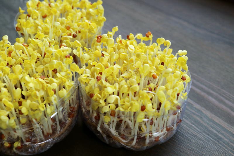 Daikon Sprouts or Kaiware Daikon after Uncovered and Exposed To the ...