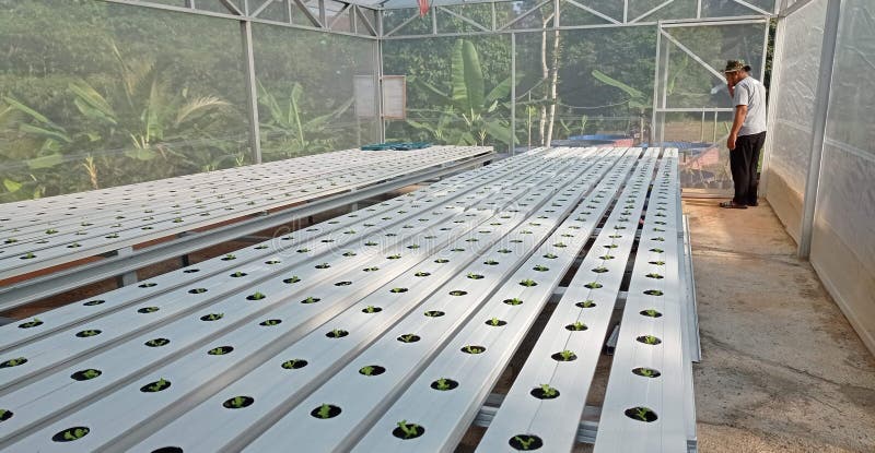 Hydroponic farmer editorial photo. Image of farmer, hydroponic - 260436641