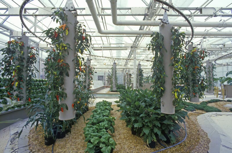 Hydroponic Farming at the EPCOT Center, FL Stock Photo - Image of food ...