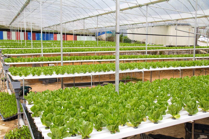 Hydroponic green house stock image. Image of highland - 22813767