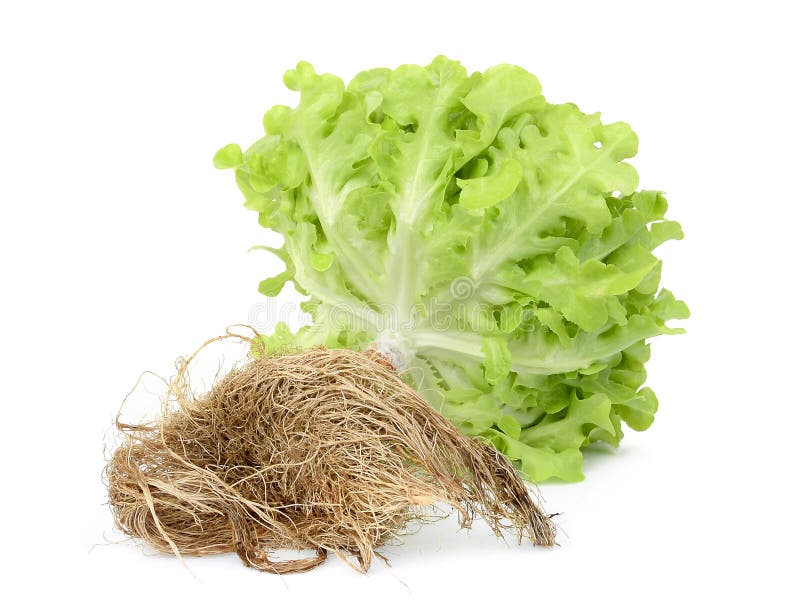 Hydroponic Green Oak Lettuce with Root Isolated on White Stock Image ...