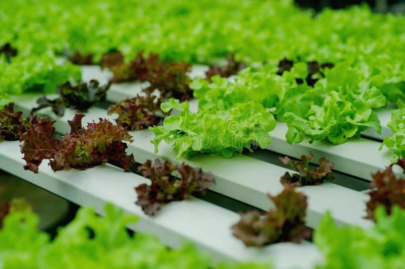 Hydroponic Lettuce Cultivation, Growing Vegetables Using Water, Organic ...