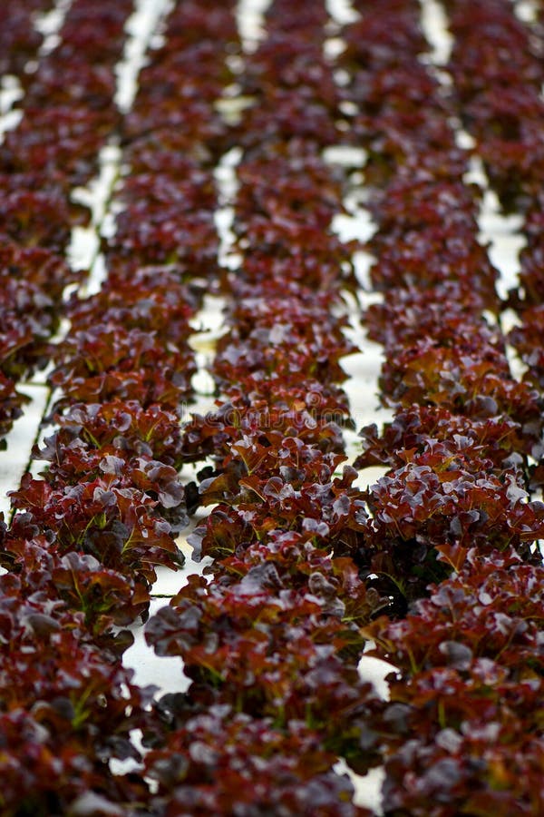 Hydroponic Lettuce Farming on White Styrofoam Stock Photo - Image of ...