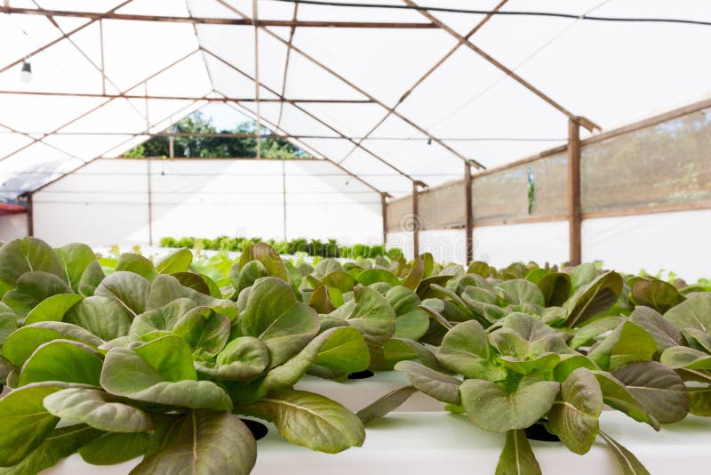 Hydroponic Lettuce in a Greenhouse Stock Photo - Image of hydroponic ...