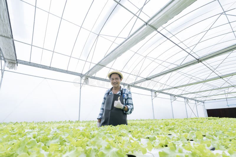 Hydroponic Lettuce in Hydroponic Pipe. Hydroponic Vegetable Farm ...