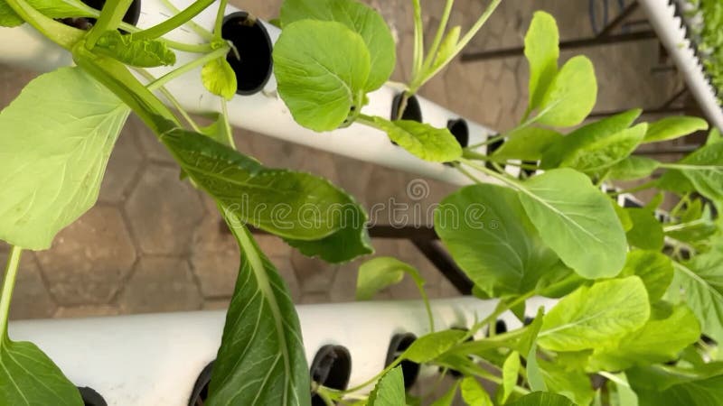 Hydroponic Lettuce in a Hydroponic Pipe in the Yard Stock Footage ...