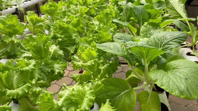 Hydroponic Lettuce in a Hydroponic Pipe in the Yard Stock Video - Video ...