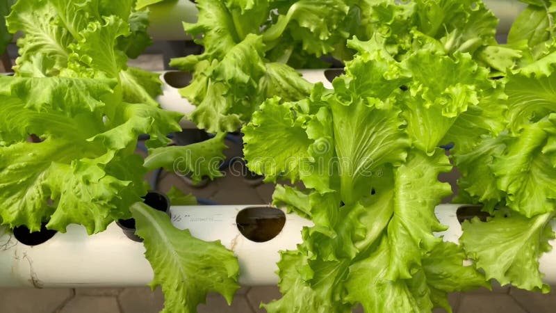 Hydroponic Lettuce in a Hydroponic Pipe in the Yard Stock Footage ...