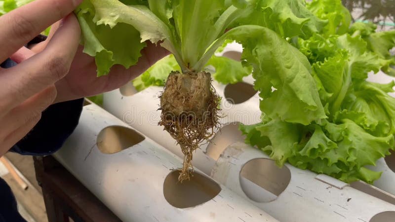 Hydroponic Lettuce in a Hydroponic Pipe in the Yard Stock Footage ...
