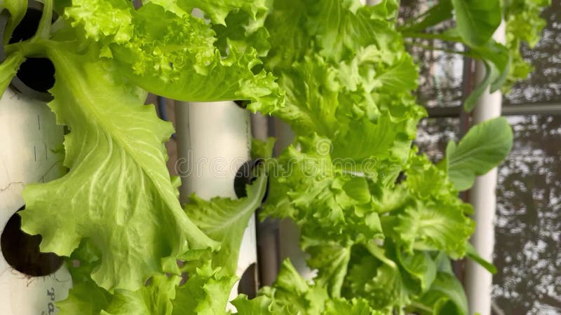 Hydroponic Lettuce in a Hydroponic Pipe in the Yard Stock Footage ...