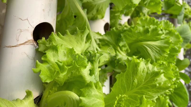 Hydroponic Lettuce in a Hydroponic Pipe in the Yard Stock Video - Video ...
