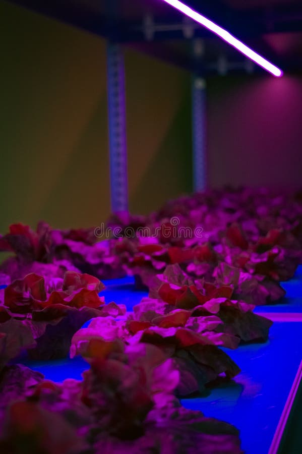 Hydroponic Lettuce Under LED Lights Stock Image - Image of plants ...
