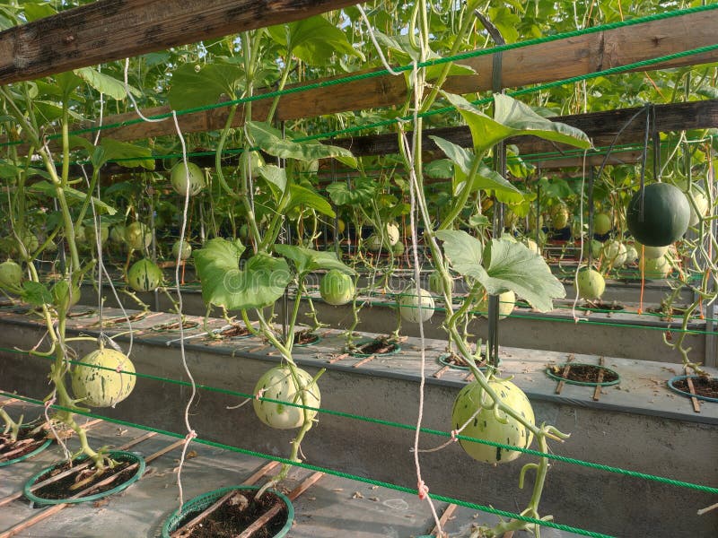 115 Hydroponic Watermelon Stock Photos - Free & Royalty-Free Stock ...