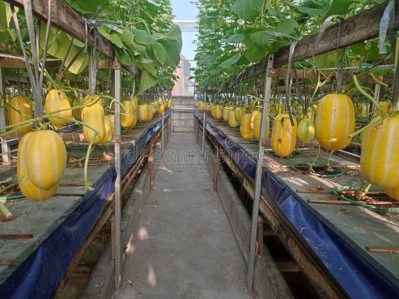107 Hydroponic Watermelon Stock Photos - Free & Royalty-Free Stock ...
