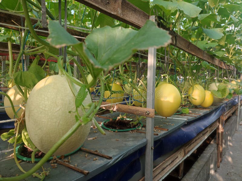 Hydroponic Melon and Watermelon Plants in the Garden Stock Image ...